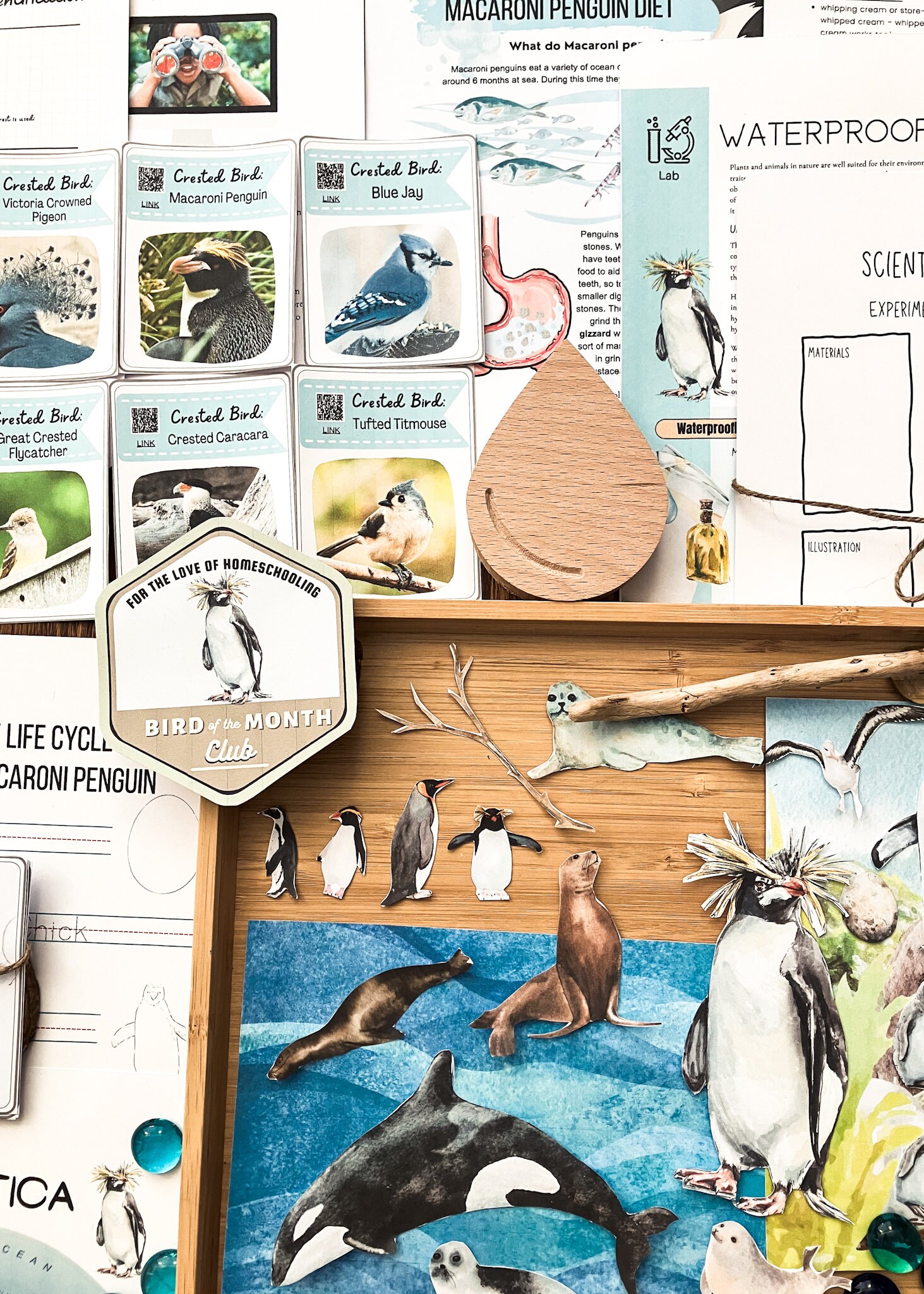 Macaroni Penguin Unit Study - Etsy