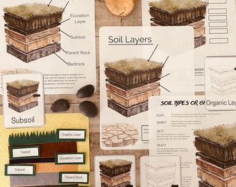 Garden Unit Study, Roots Anatomy, Seed Anatomy, Soil Layers, Roots ...
