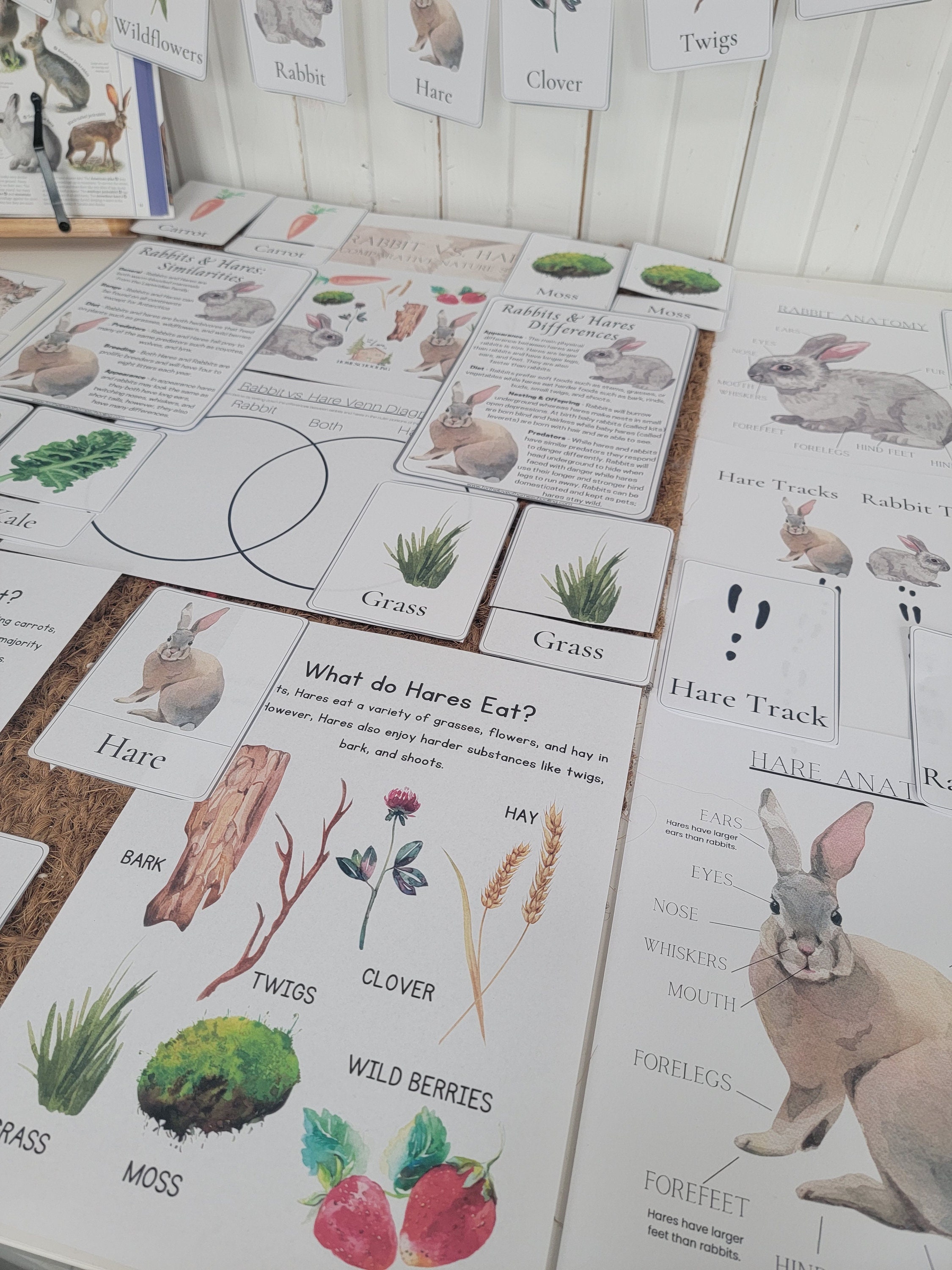 Rabbit Vs. Hare A Comparative Nature Study - Etsy