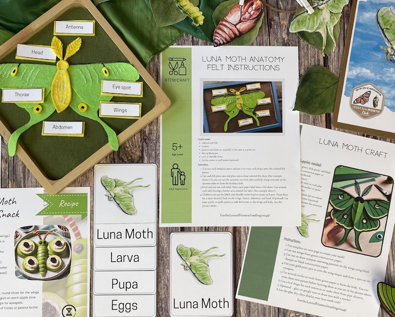 Luna Moth Unit Study - Etsy
