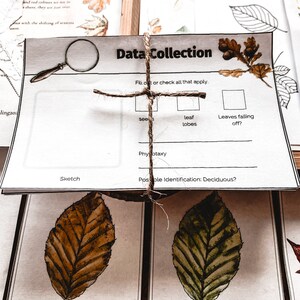 Trees and Leaves Learning Pack - Etsy