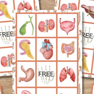 Human Body Mini Bundle - Etsy
