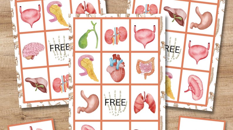 Human Body Mini Bundle - Etsy