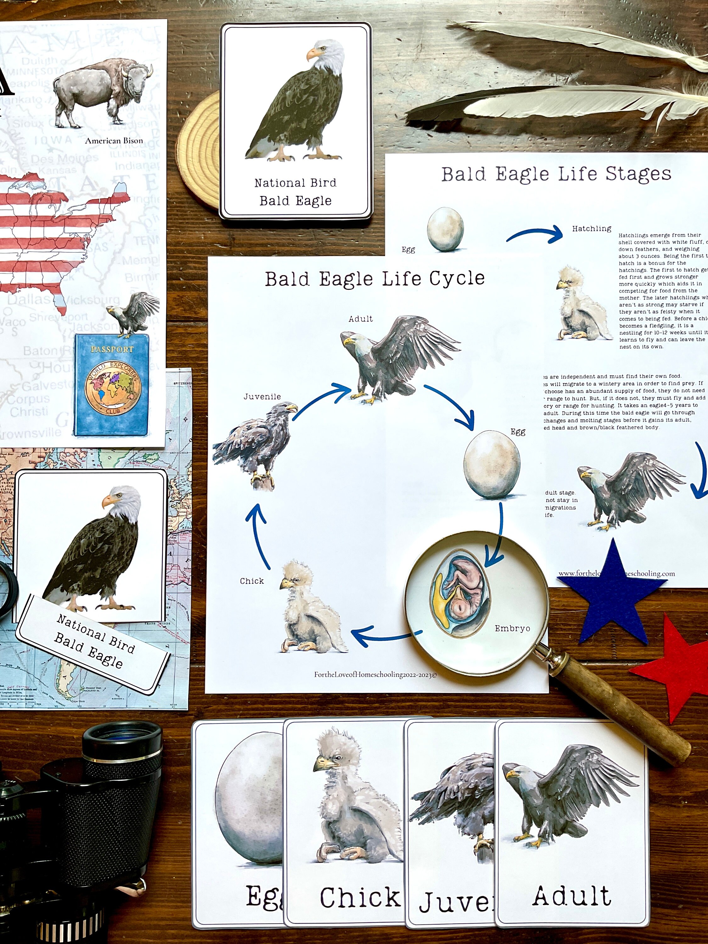 USA Unit Study - Etsy