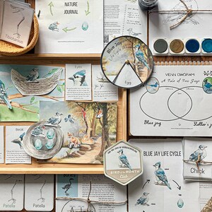 Blue Jay Unit Study - Etsy