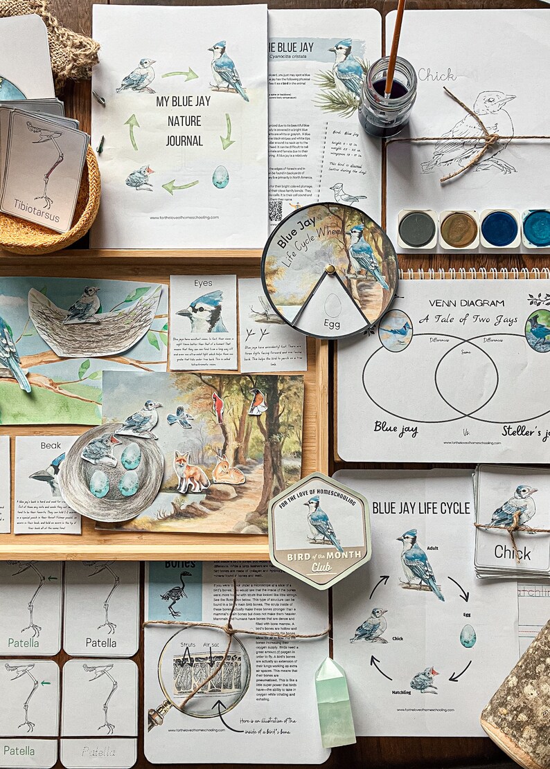 Blue Jay Unit Study - Etsy