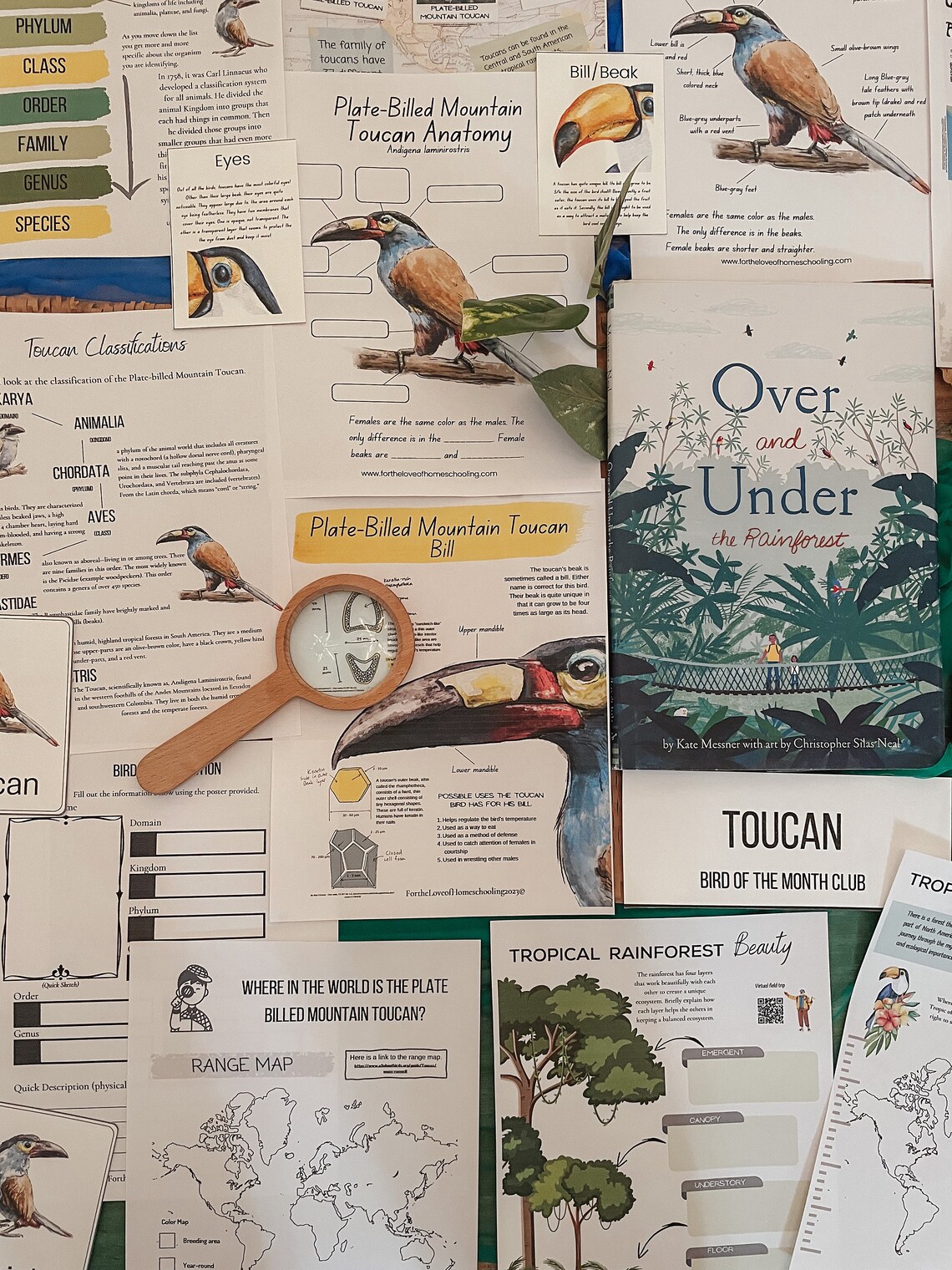 Plate-billed Mountain Toucan Nature Study - Etsy