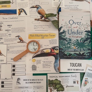 Plate-billed Mountain Toucan Nature Study - Etsy