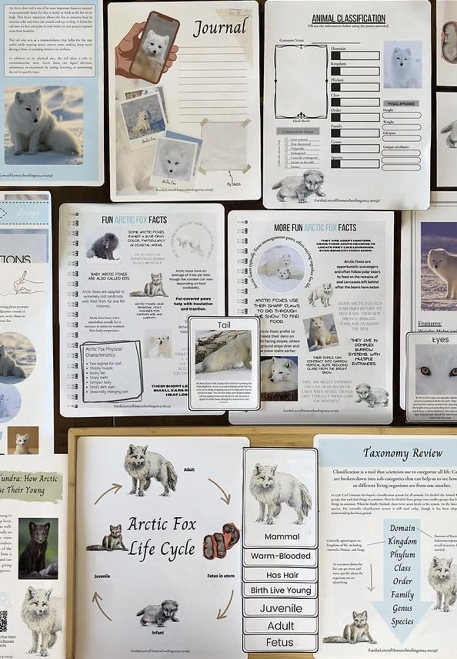 Arctic Fox Nature Study - Etsy