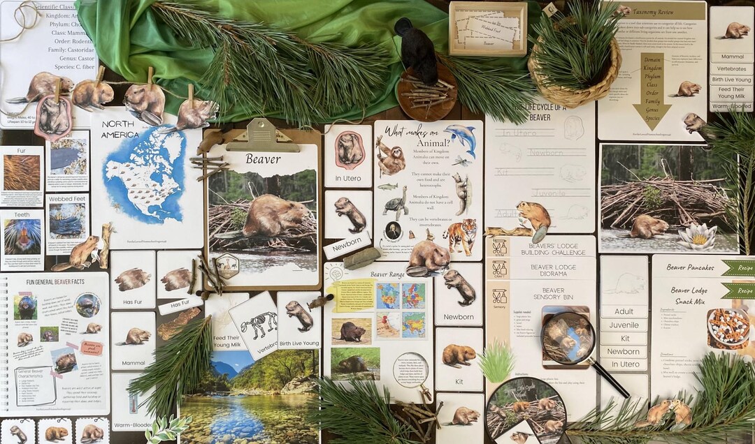Beaver Nature Study - Etsy