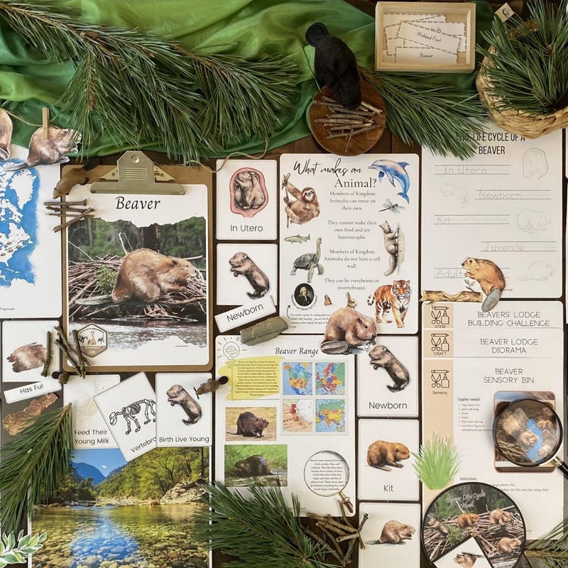 Games With Beavers - Etsy