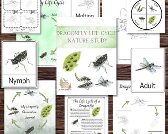 DRAGONFLY Unit Study, Life Cycle, Anatomy, Nature Study, Science ...