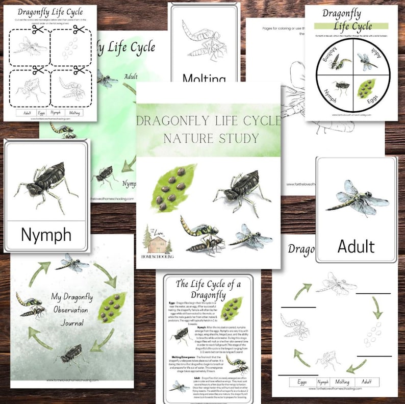 Dragonfly Life Cycle Nature Study - Etsy