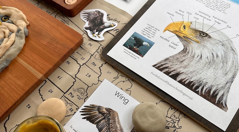 Bald Eagle Nature Study - Etsy