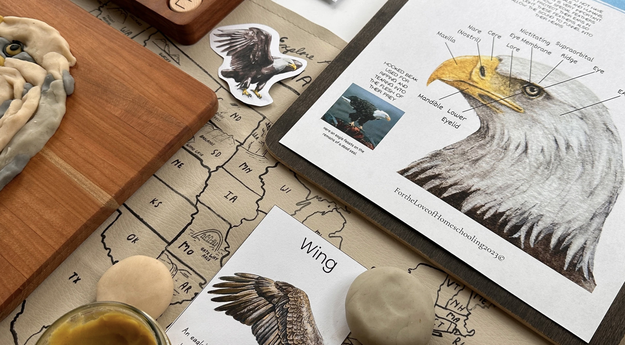 Bald Eagle Nature Study - Etsy