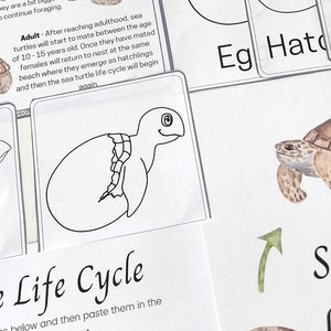 Sea Turtle Life Cycle Nature Study - Etsy