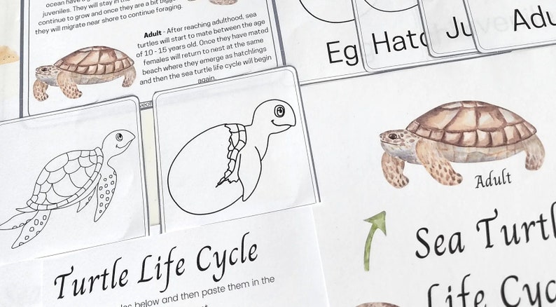 Sea Turtle Life Cycle Nature Study - Etsy