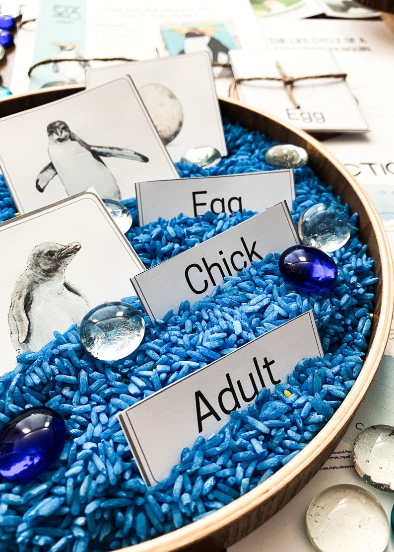 Macaroni Penguin Unit Study - Etsy