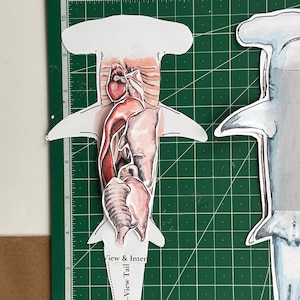 Hammerhead Shark Dissection - Etsy