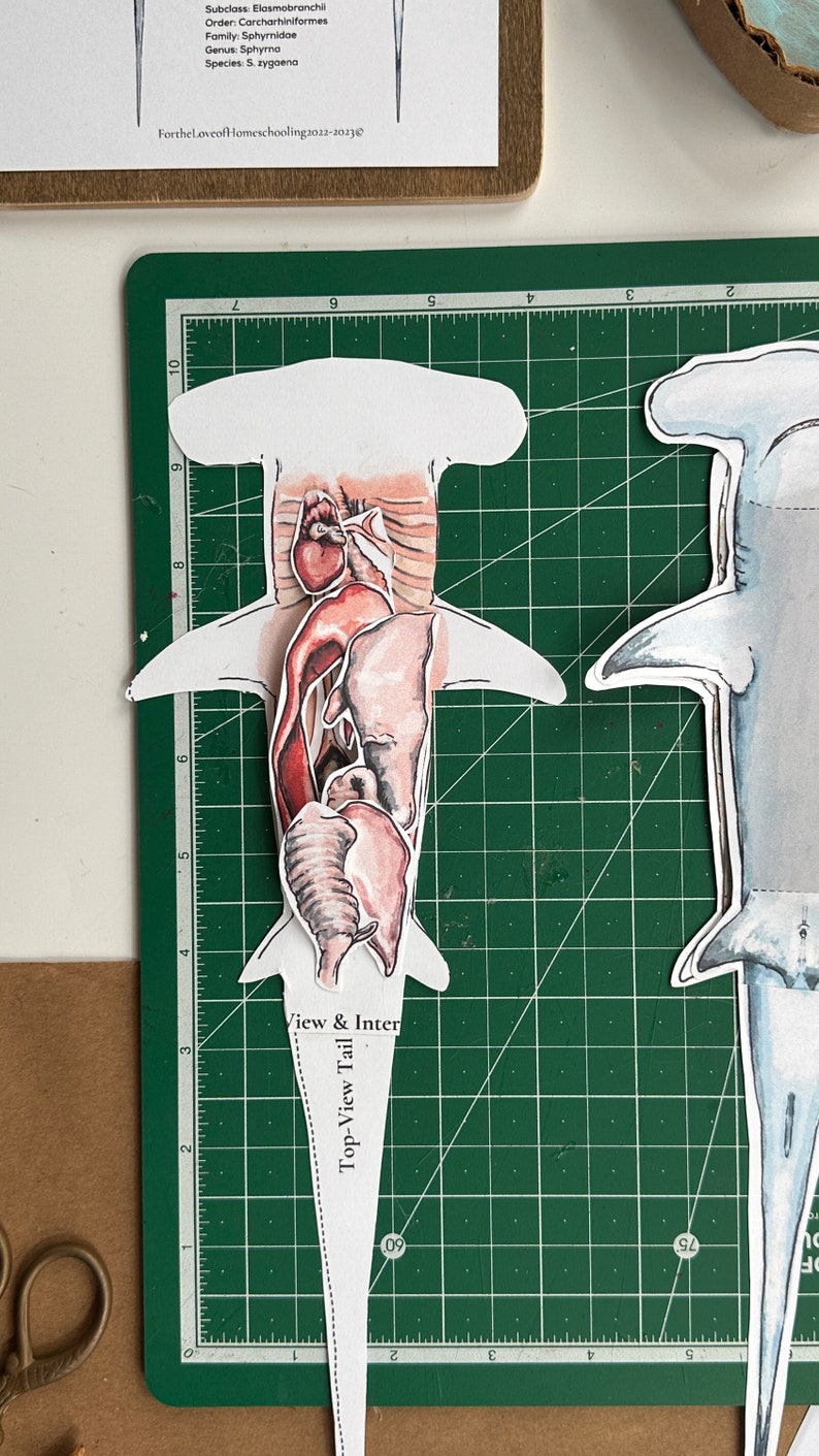 Hammerhead Shark Dissection - Etsy