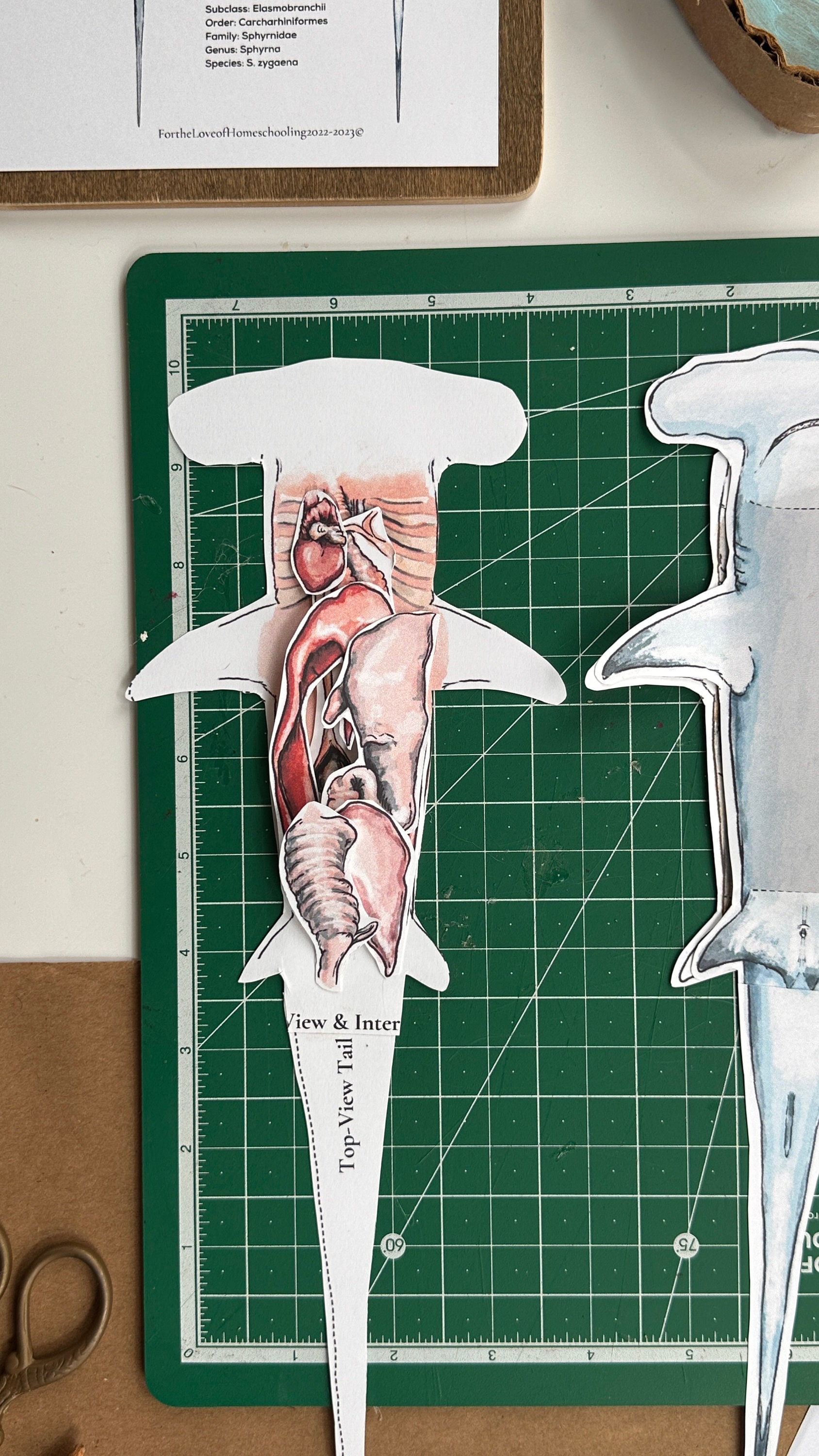 Hammerhead Shark Dissection - Etsy
