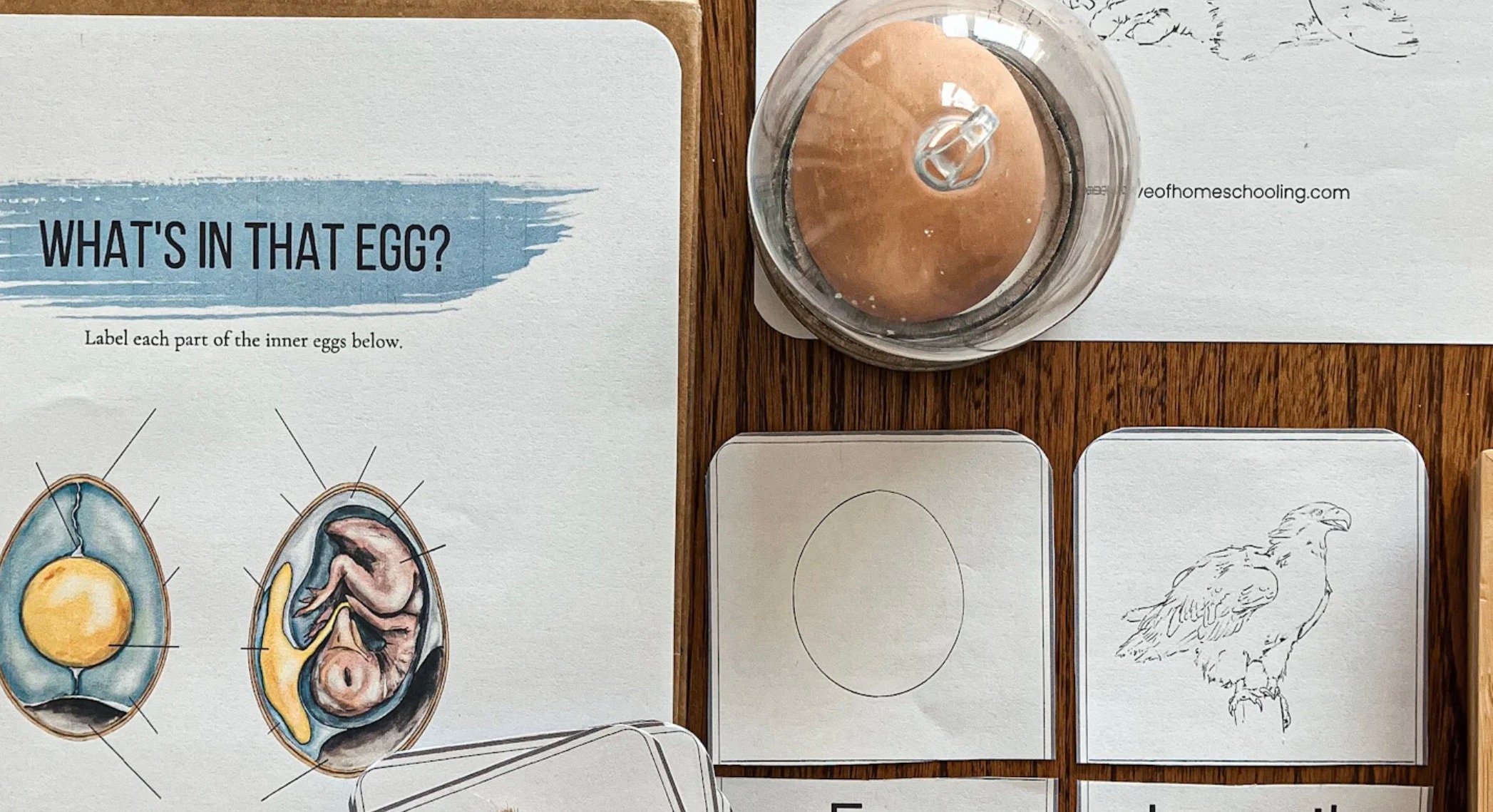 Bald Eagle Nature Study - Etsy