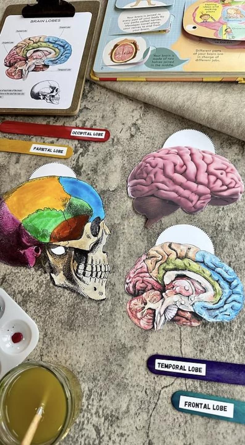 Sample Nervous System & 5 Senses Unit! - Etsy
