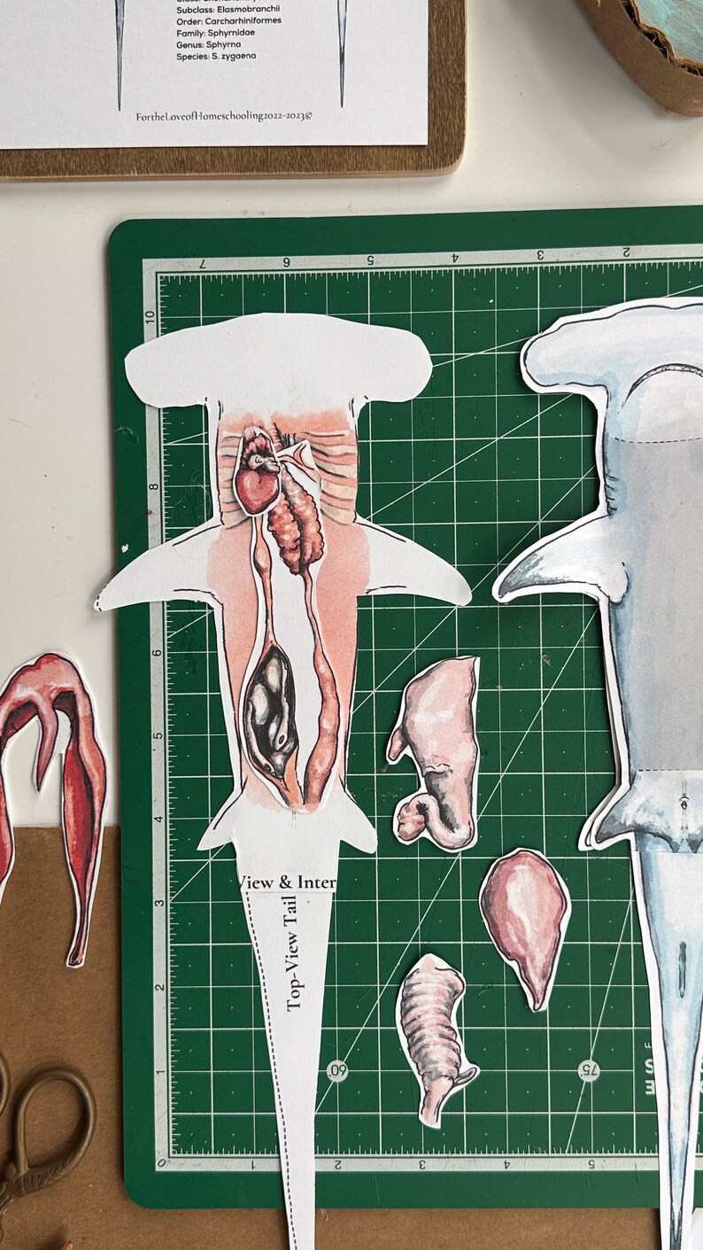 Hammerhead Shark Dissection - Etsy