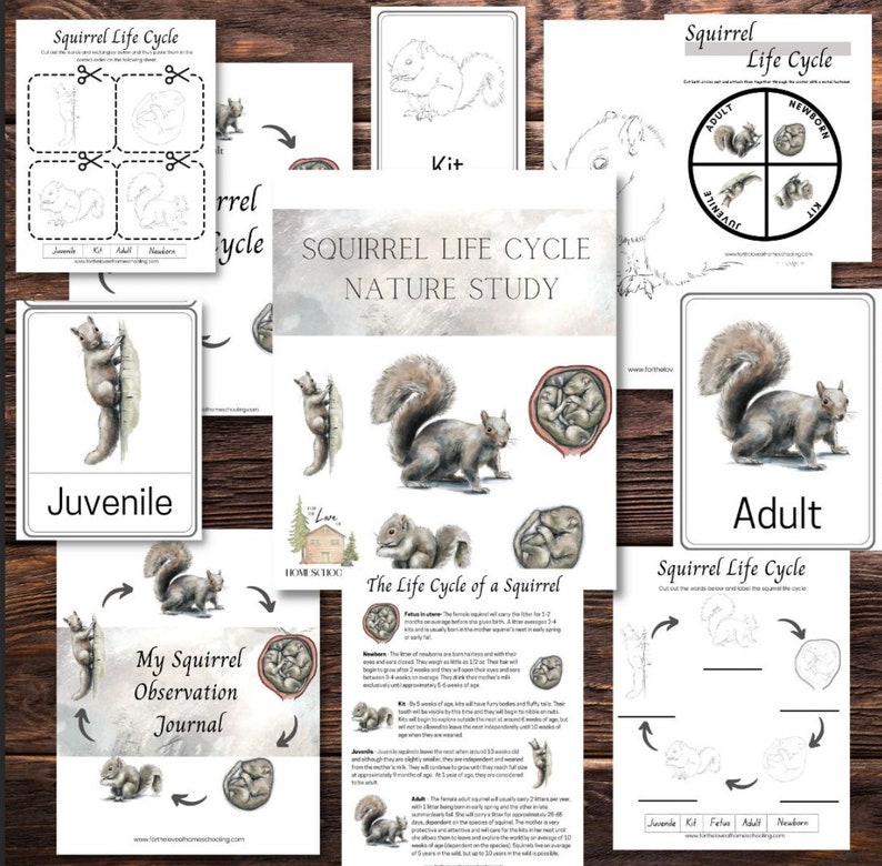 Squirrel Life Cycle Nature Study - Etsy