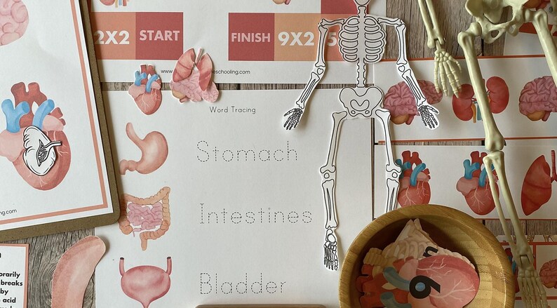 Human Body Mini Bundle - Etsy