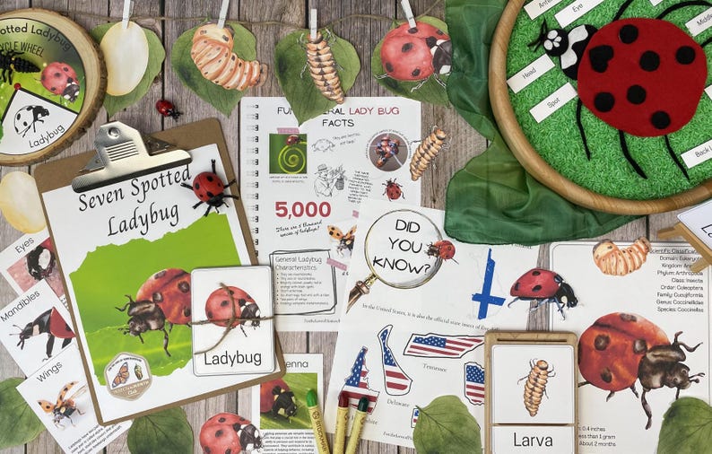 Seven Spotted Ladybug Unit Study - Etsy