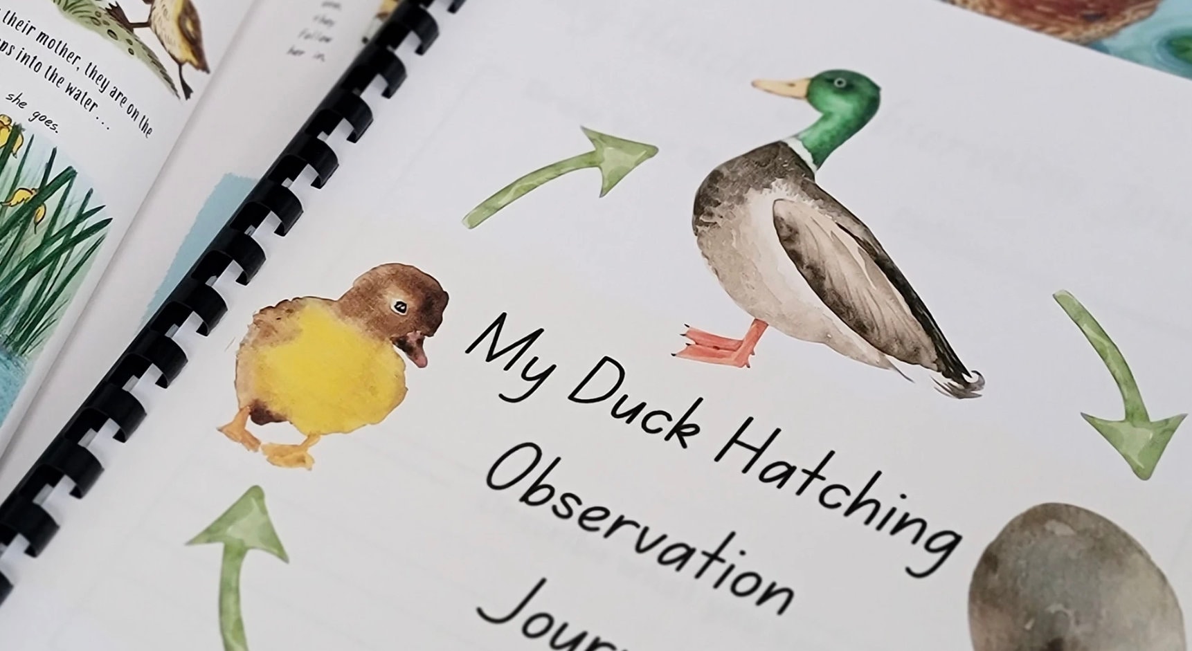 Science Teaching Aid For Children Duck Life Cycle Interactive Visual ...