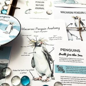 Macaroni Penguin Unit Study - Etsy