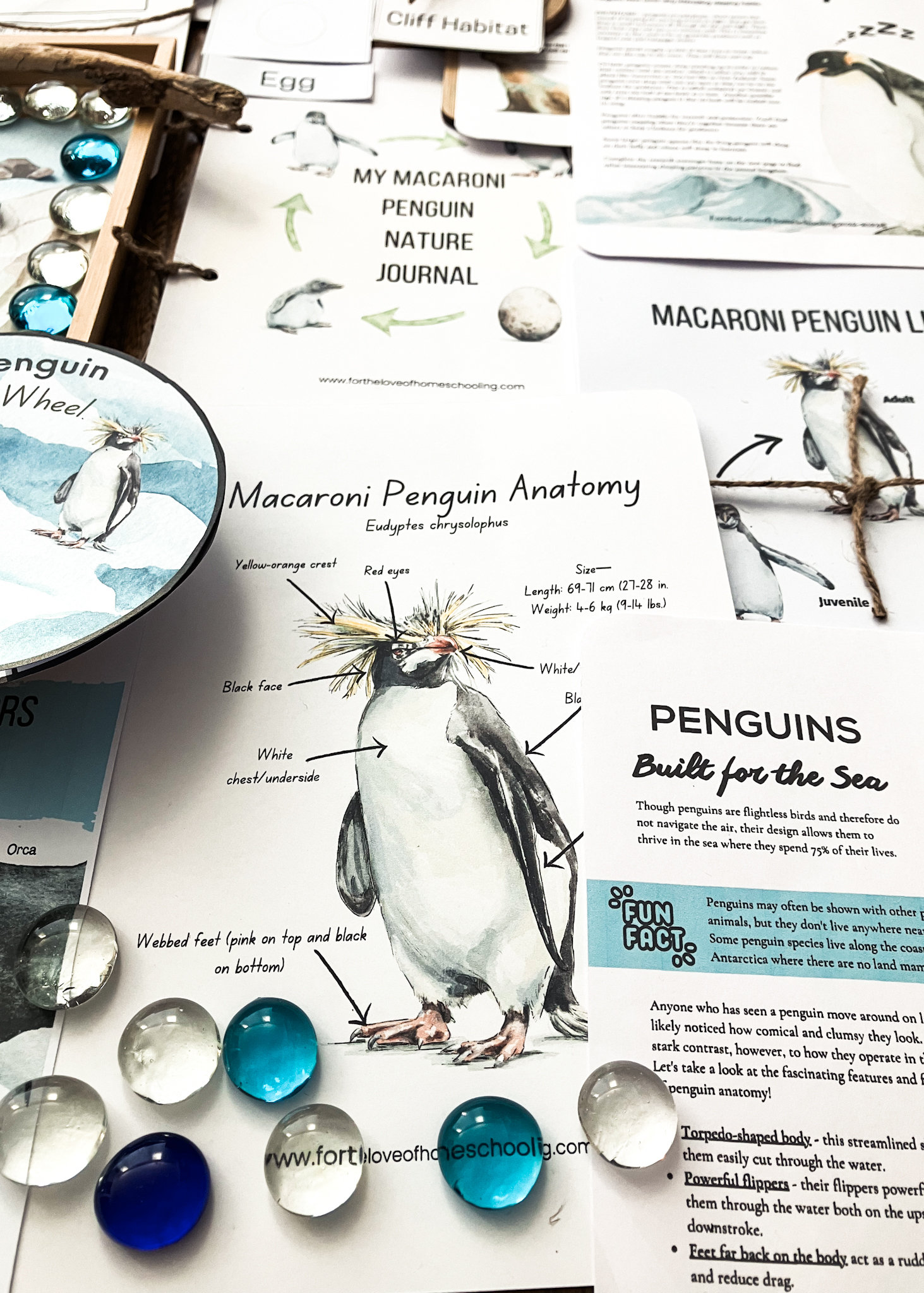Macaroni Penguin Unit Study - Etsy