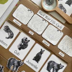 Black Bear Life Cycle Nature Study - Etsy