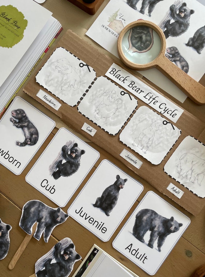 Black Bear Life Cycle Nature Study - Etsy