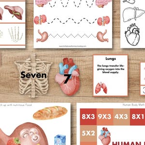 Human Body Mini Bundle - Etsy
