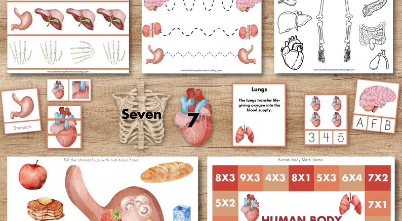 Human Body Mini Bundle - Etsy