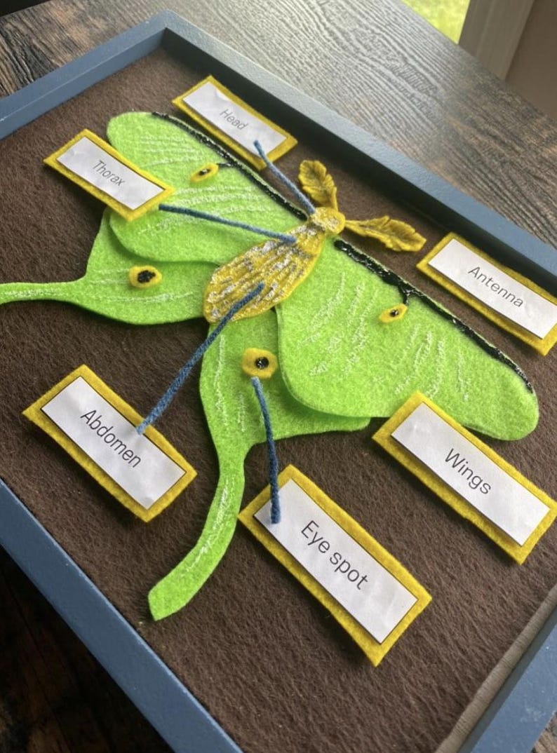 Luna Moth Unit Study - Etsy