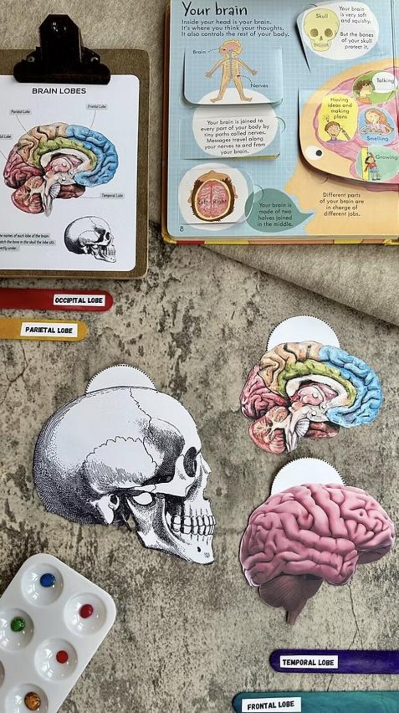 Sample Nervous System & 5 Senses Unit! - Etsy
