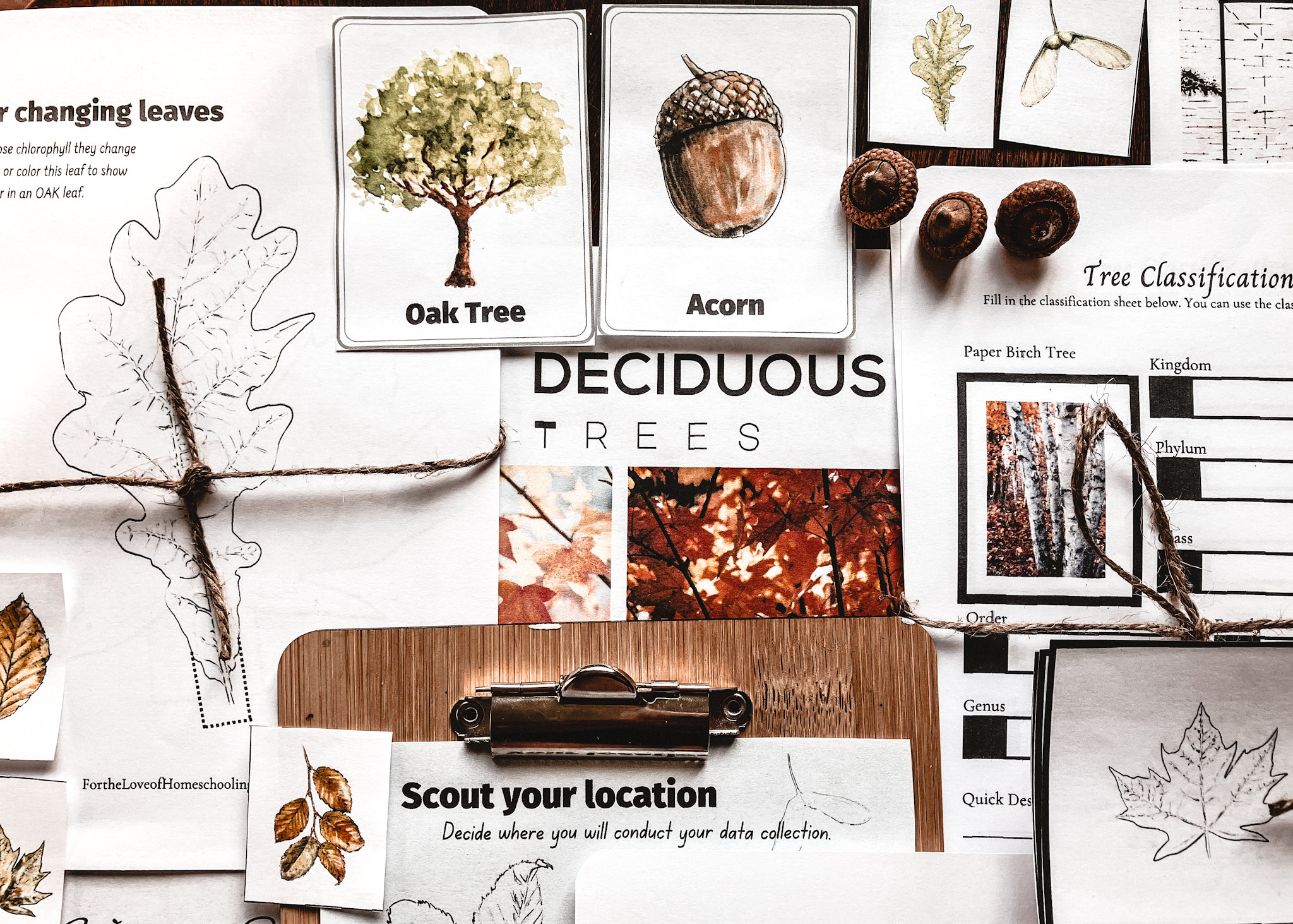 Trees and Leaves Learning Pack - Etsy