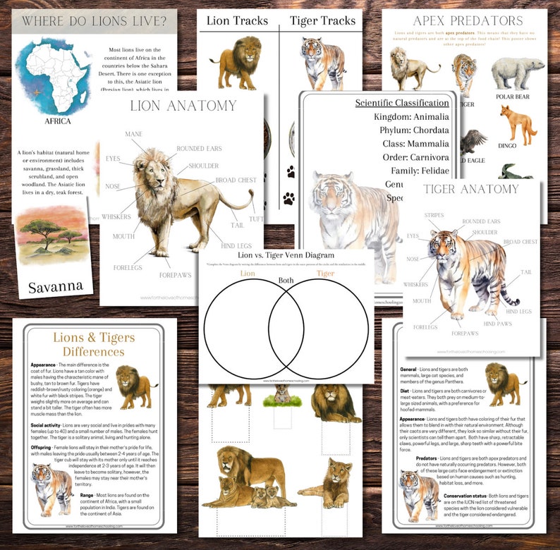 Lion Vs. Tiger A Comparative Nature Study - Etsy