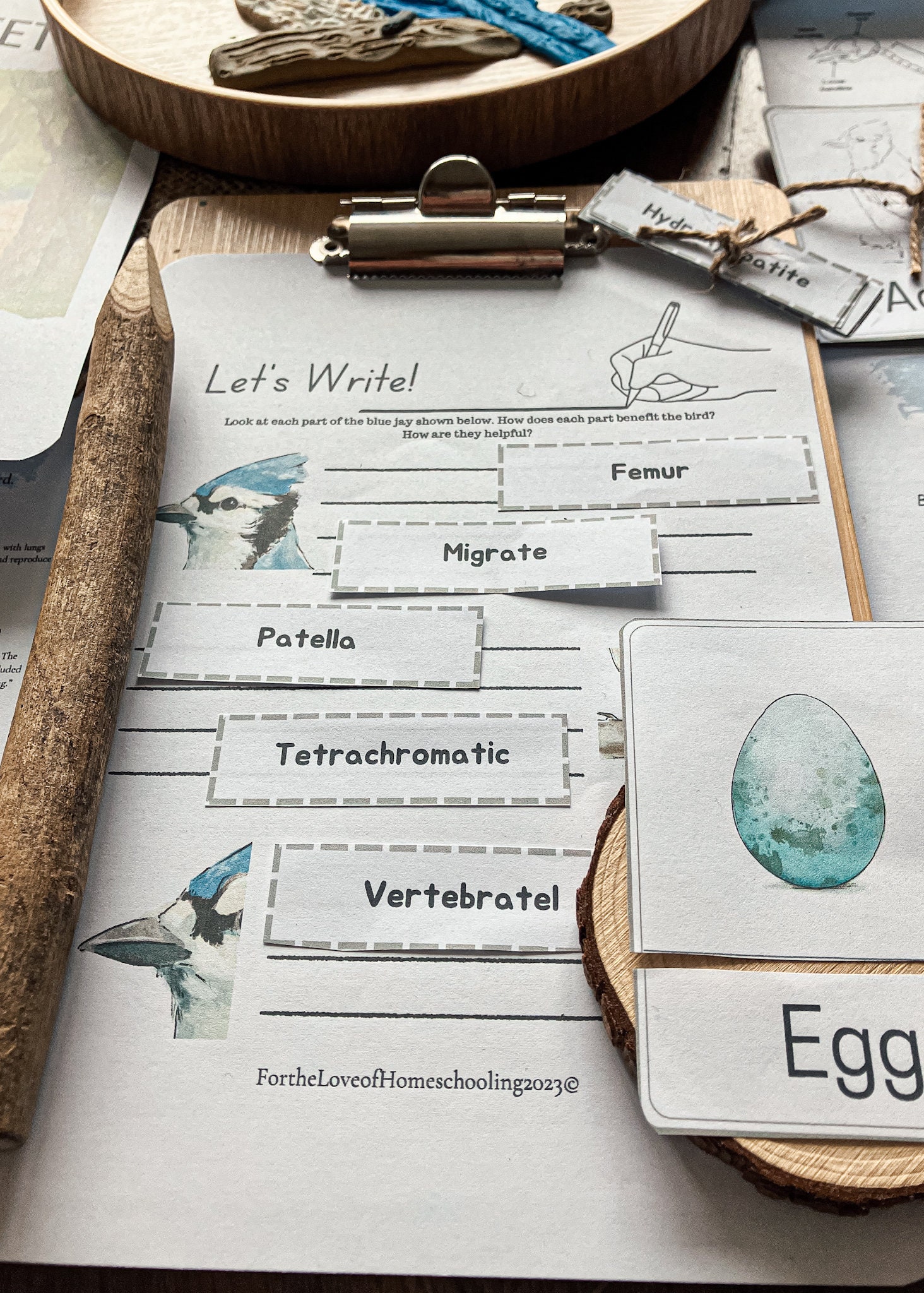 Blue Jay Unit Study - Etsy