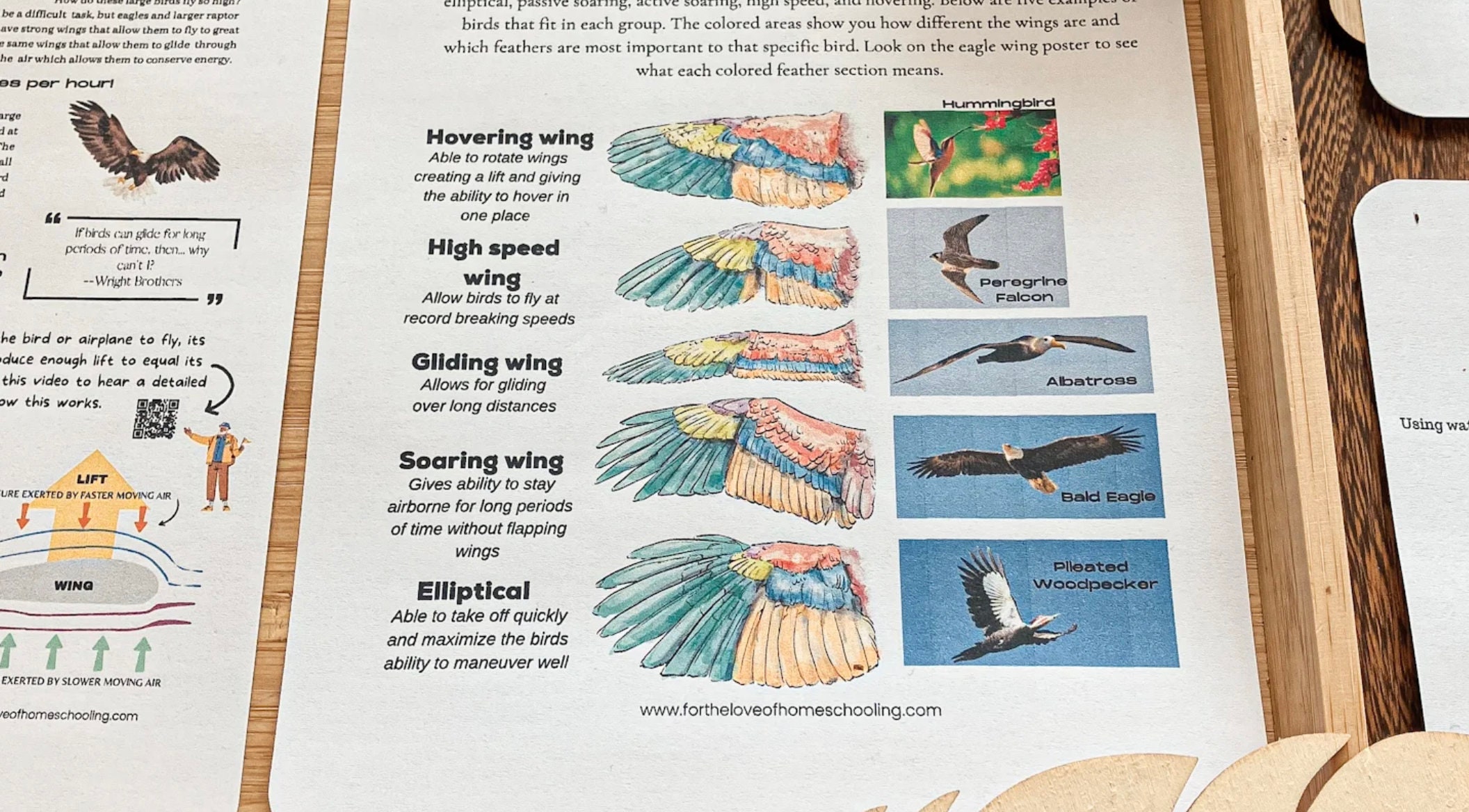 Bald Eagle Nature Study - Etsy