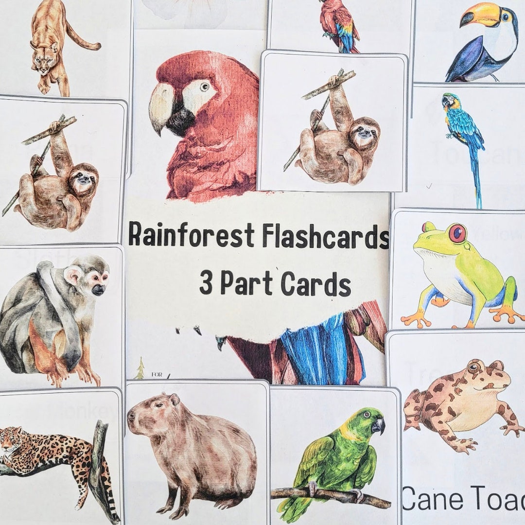 Rainforest Identification & 3 Part Cards - Etsy