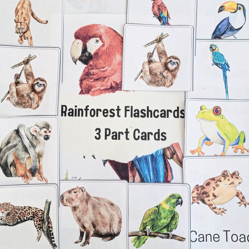 Rainforest Identification & 3 Part Cards - Etsy