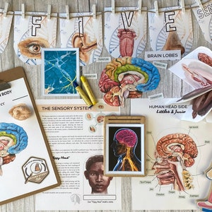 The Nervous System and the 5 Senses Nature Study - Etsy