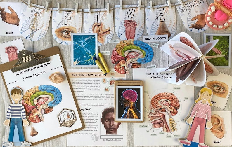 The Nervous System and the 5 Senses Nature Study - Etsy