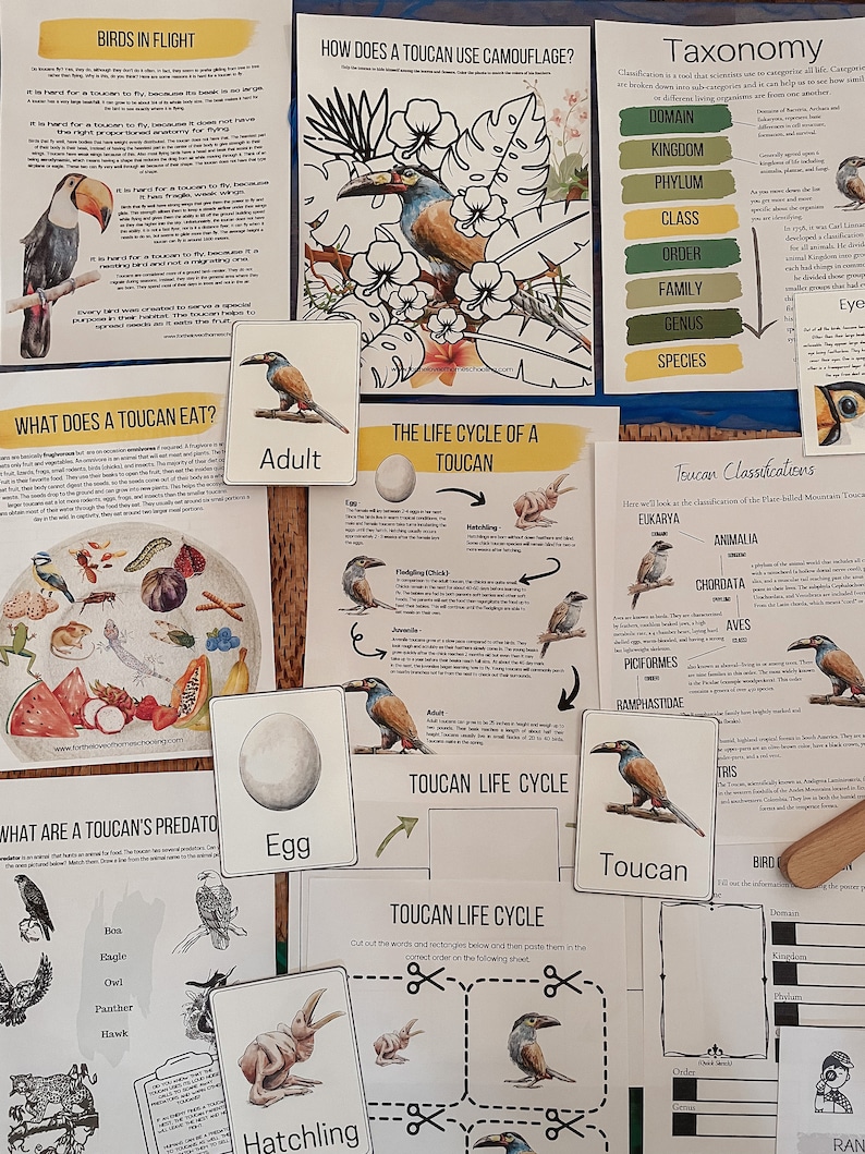 Plate-billed Mountain Toucan Nature Study - Etsy