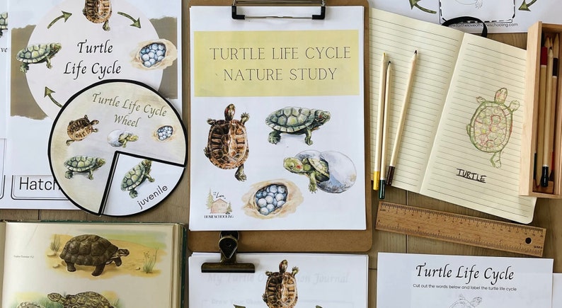 Turtle Life Cycle Nature Study - Etsy